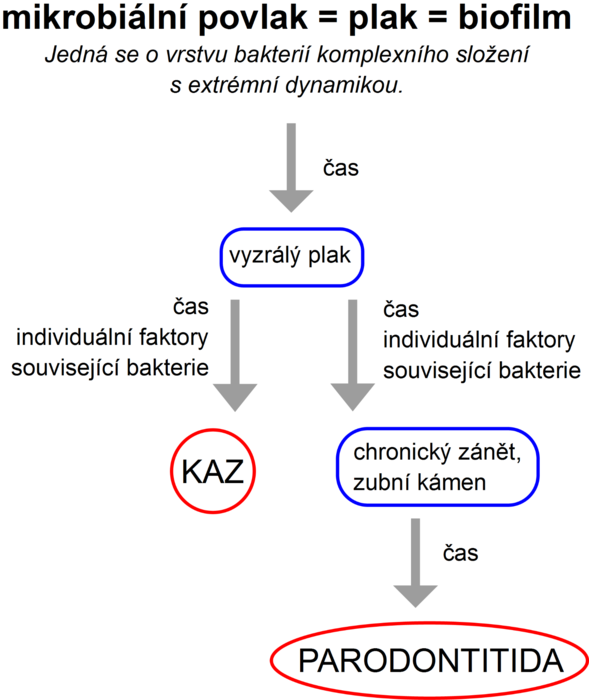 Zubní plak je mikrobiální povlak neboli biofilm.